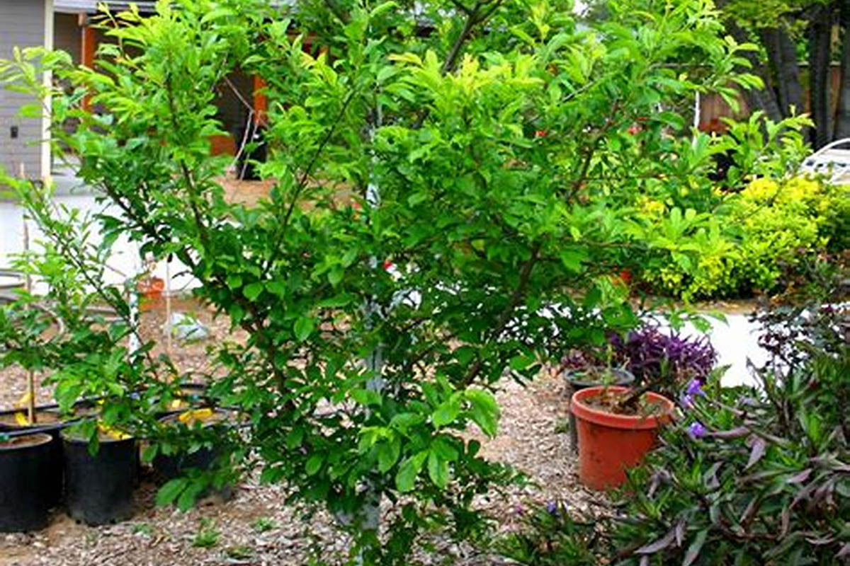 When to Prune Non-fruit Bearing Trees - Greenlii Lawncare & Landscape