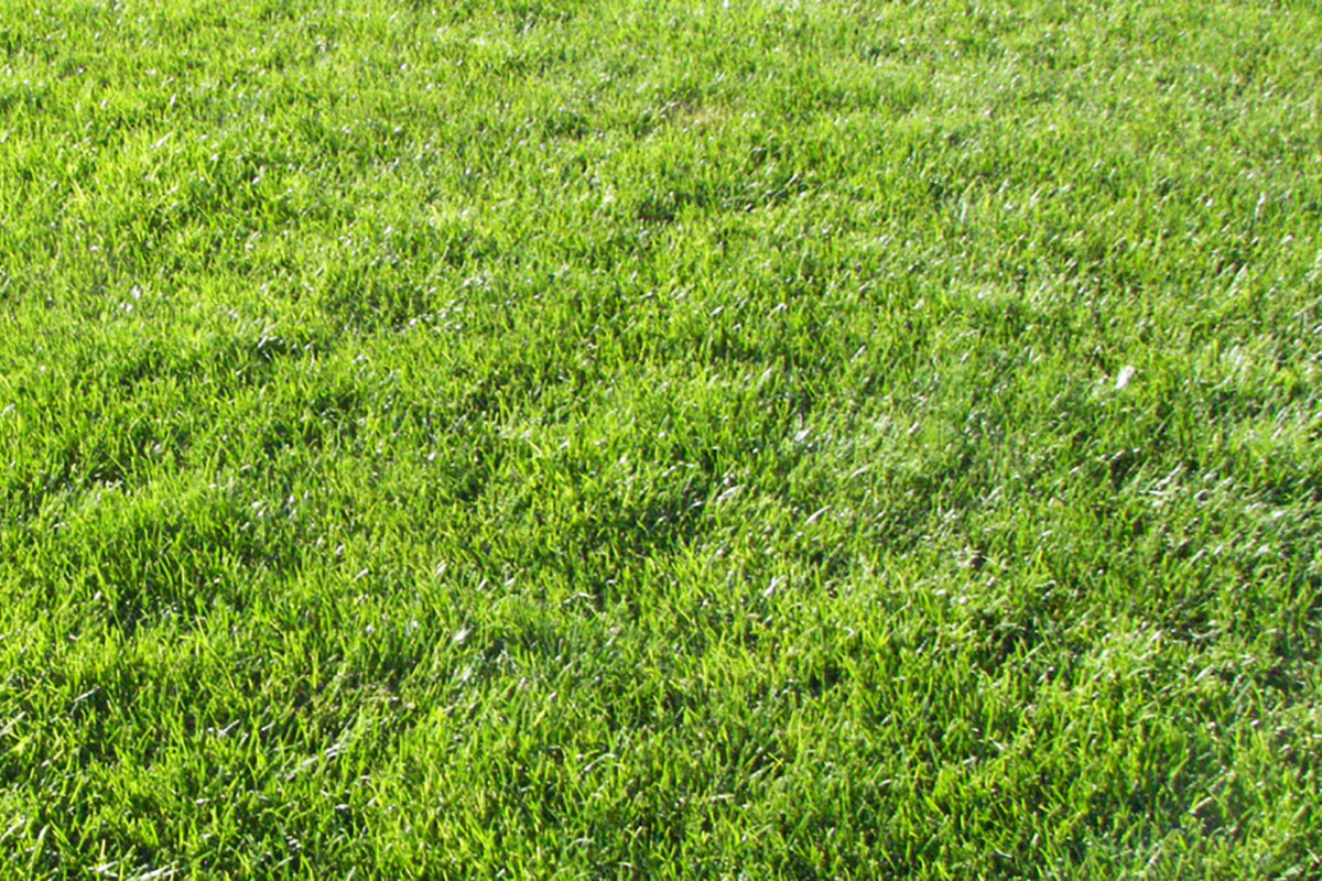 Top Tips for Growing a Lawn from Seed - Greenlii Lawncare & Landscape