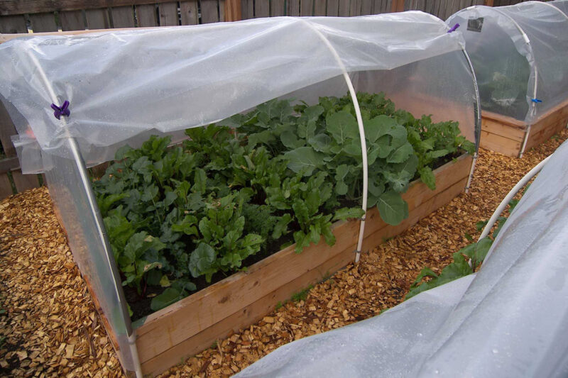 Protective Strategies: Shielding Your Plants from Frost’s Embrace ...