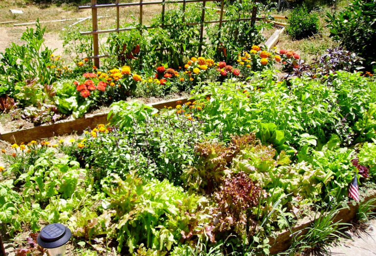 Growing Vegetables in the Pacific Northwest - Greenlii Lawncare & Landscape