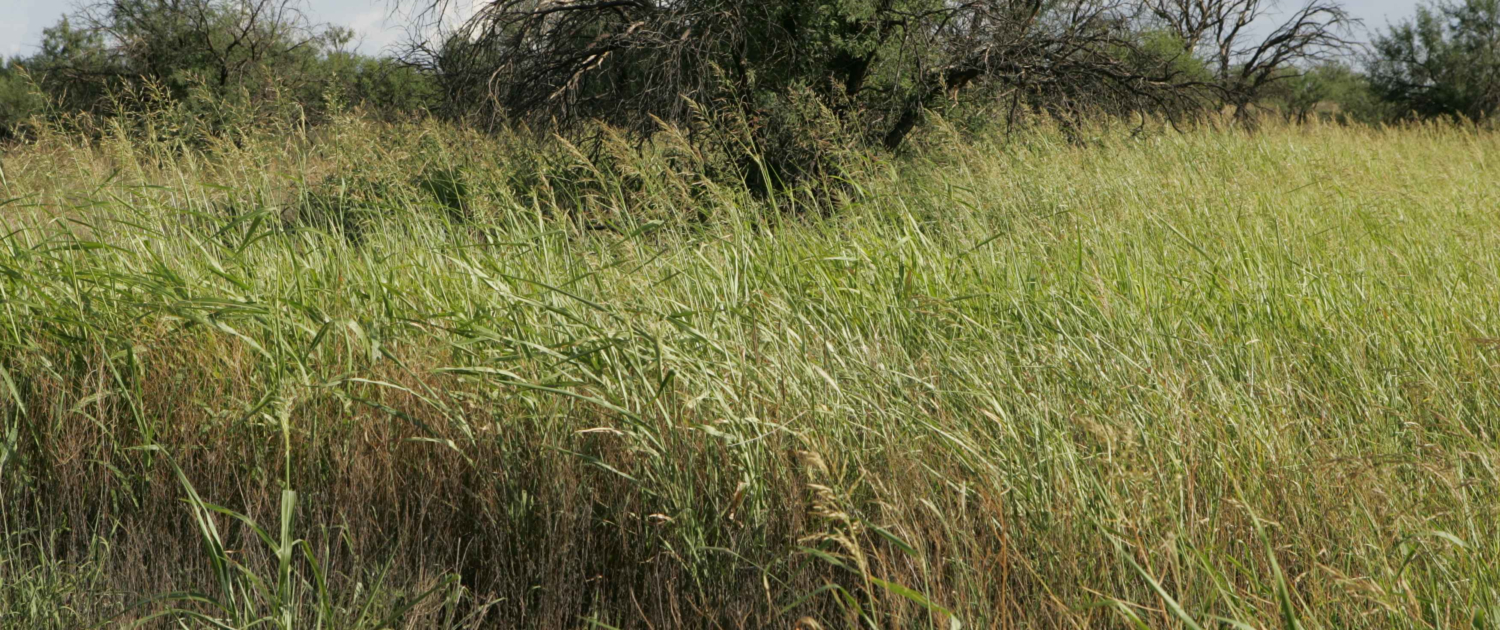 Lawn Troubles? Common Problems and How to Fix Them - Greenlii Lawncare ...